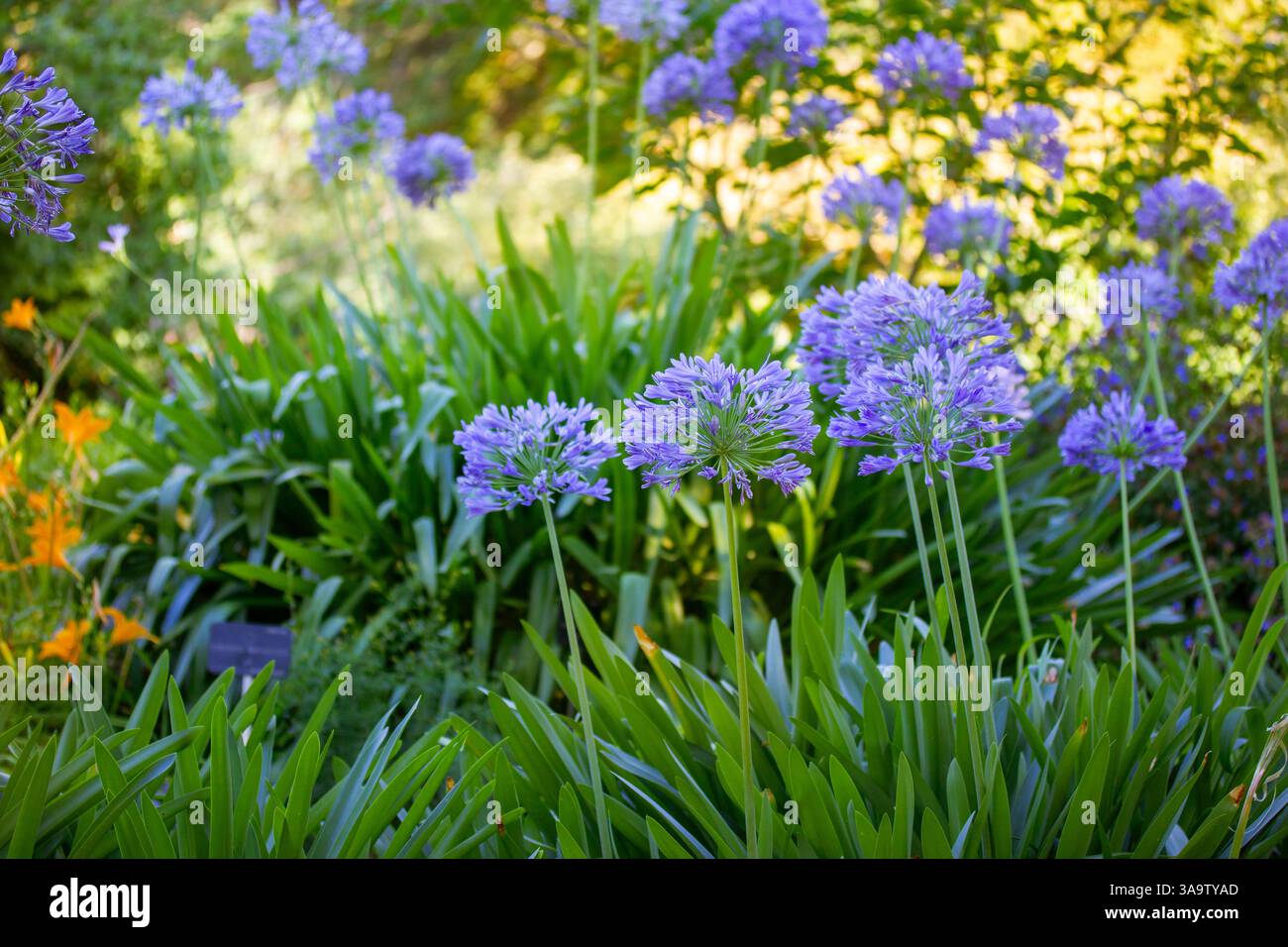 Lily of Nile flower (Agapanthus africanus hybrids species) - blue ...