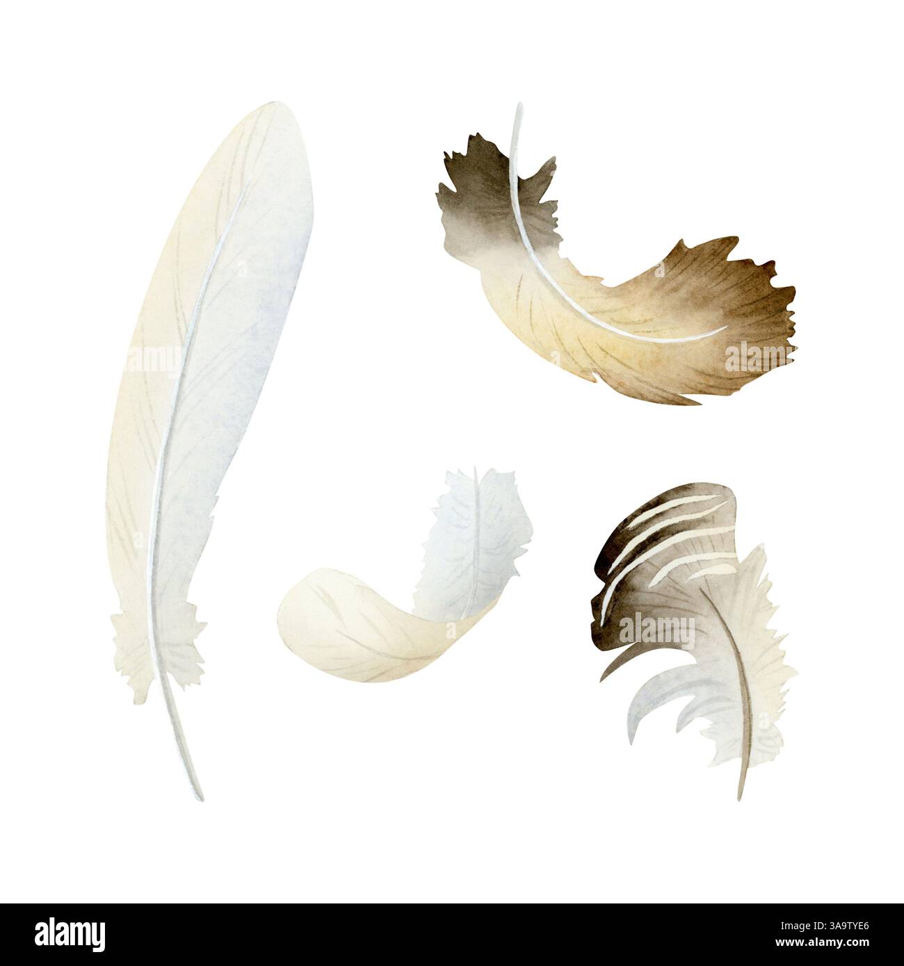 Goose and chicken white brown feathers and down isolated watercolor ...