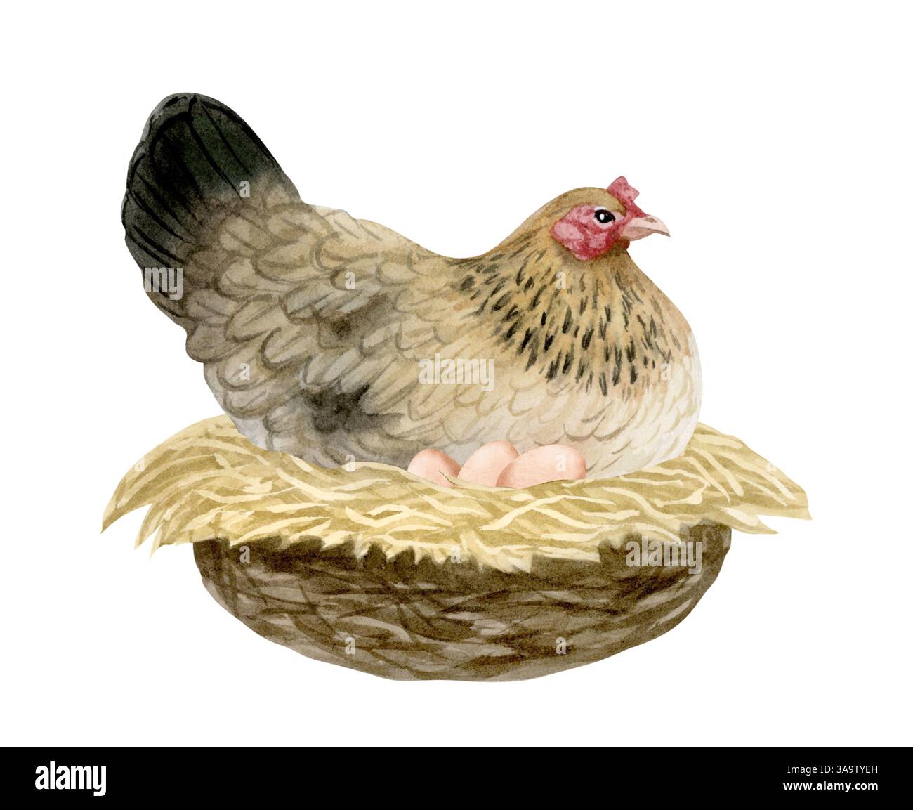 Brown chicken hen on nest hatching eggs watercolor illustration ...