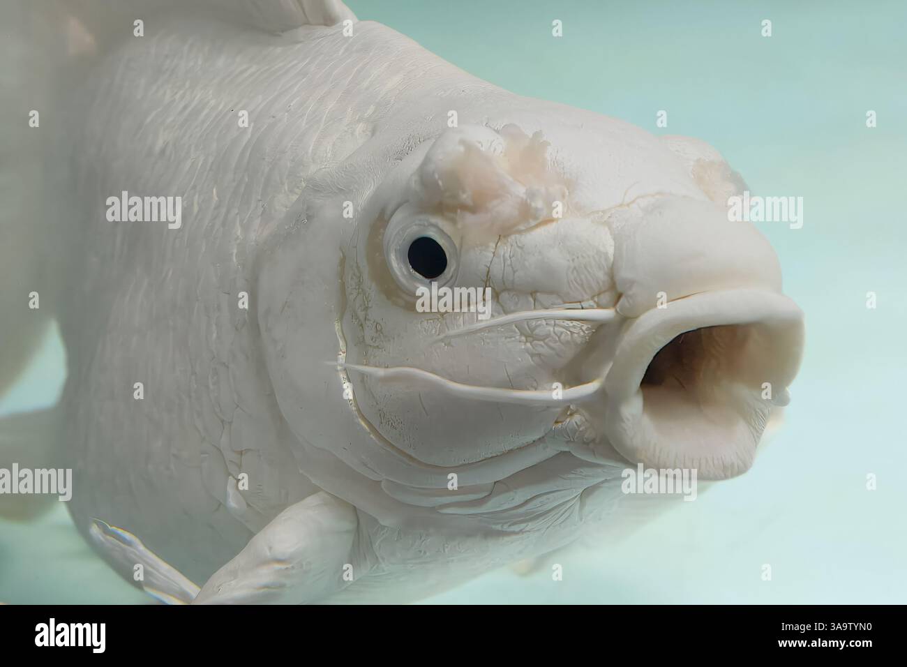 White Butterfly Koi, Cyprinus rubrofuscus "koi", Ciprynidae, Thailand ...
