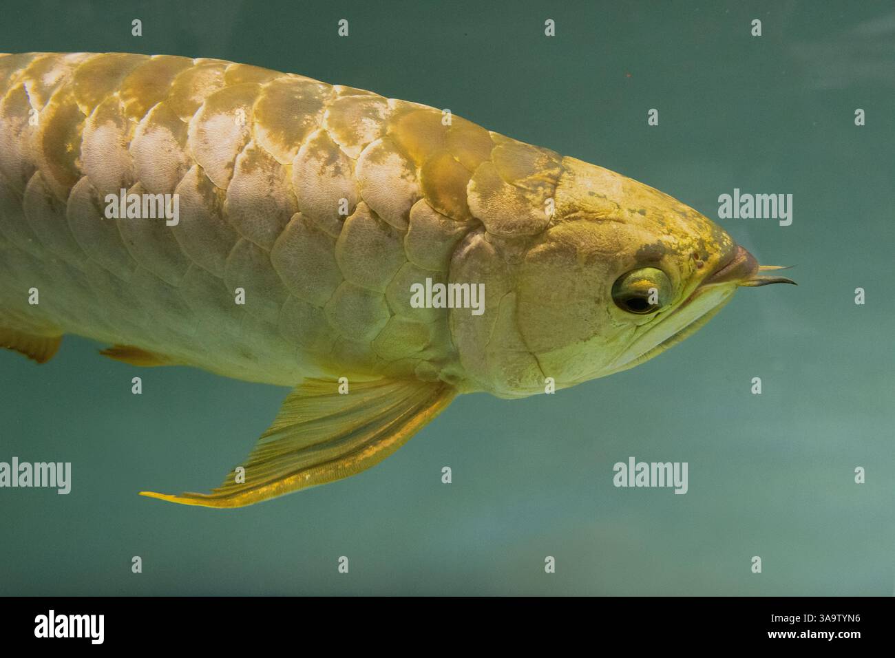 Arowana, Scleropages formosus, Osteoglossidae, Thailand, Asia Stock ...