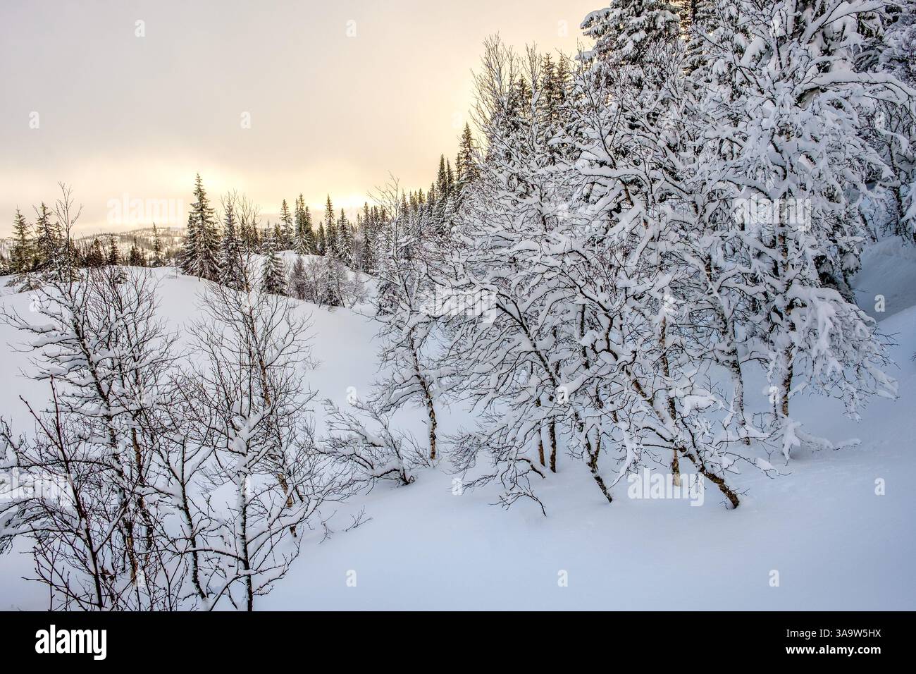 Heavy snow in trees, Sylan, Norway Stock Photo - Alamy