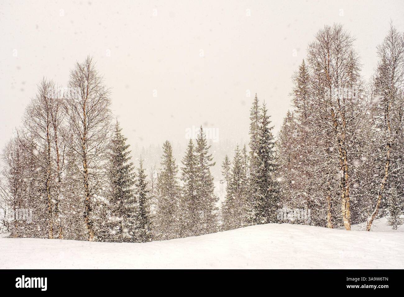 Heavy snow falling in forest, Sylan, Norway Stock Photo - Alamy