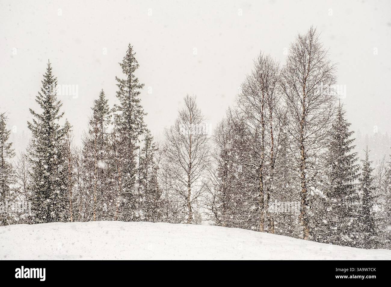 Heavy snow falling in forest, Sylan, Norway Stock Photo - Alamy