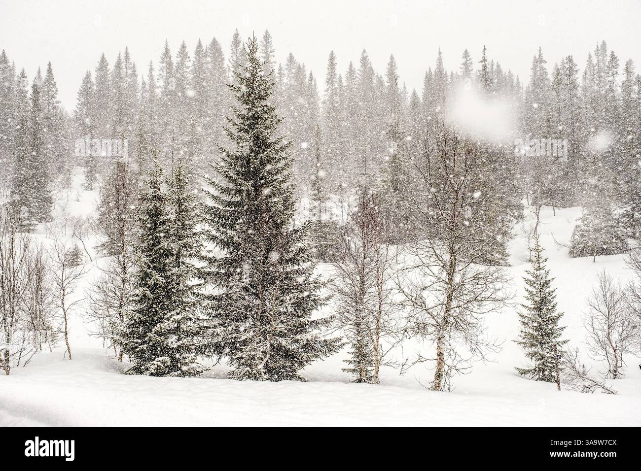Falling heavy snow hi-res stock photography and images - Alamy