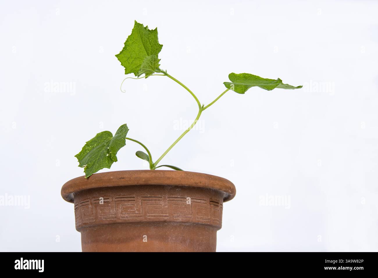 Baby cucumber plant seedlings in the brown clay pot growing in the ...