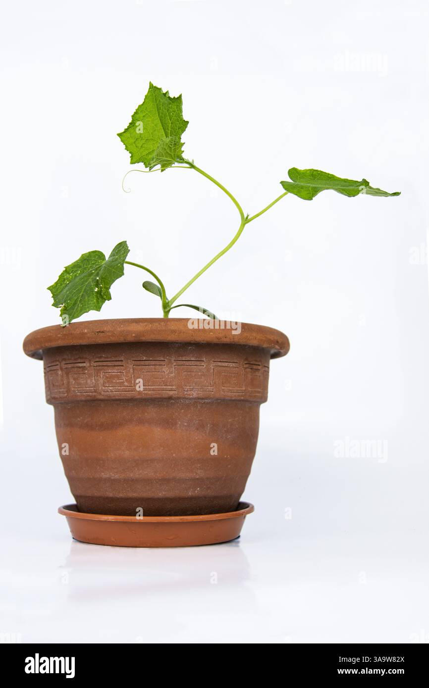 Baby cucumber plant seedlings in the brown clay pot growing in the ...
