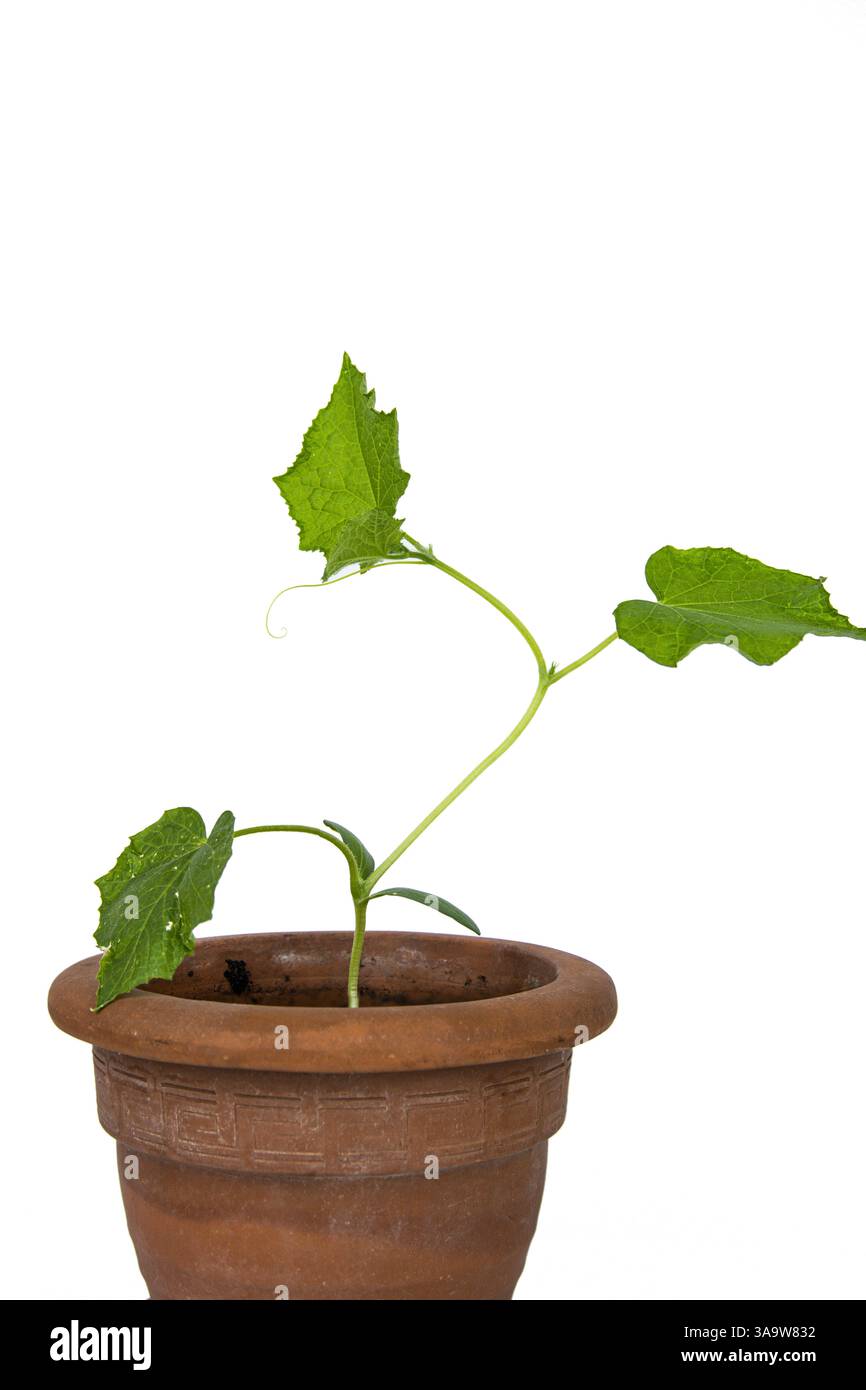 Baby cucumber plant seedlings in the brown clay pot growing in the ...