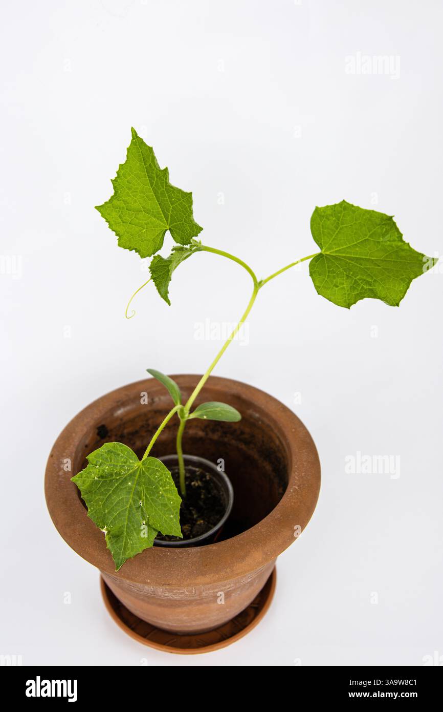 Baby cucumber plant seedlings in the brown clay pot growing in the ...
