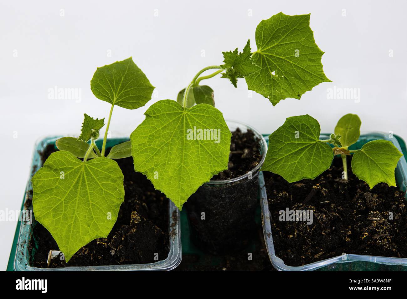 Close up of young green zucchini courgette and cucumber seedling ...