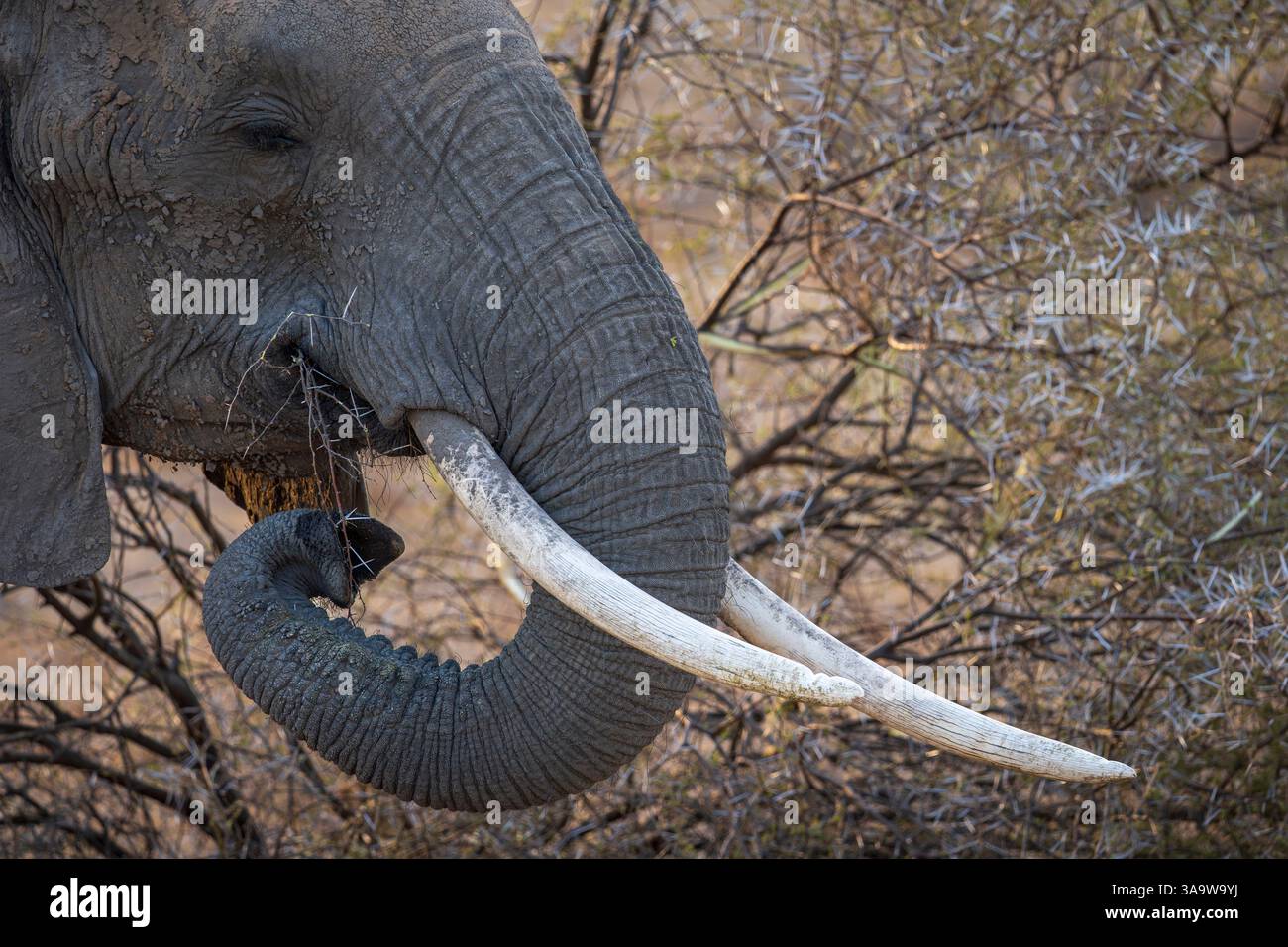 African bush elephant (Loxodonta africana) feeding on a very thorny ...