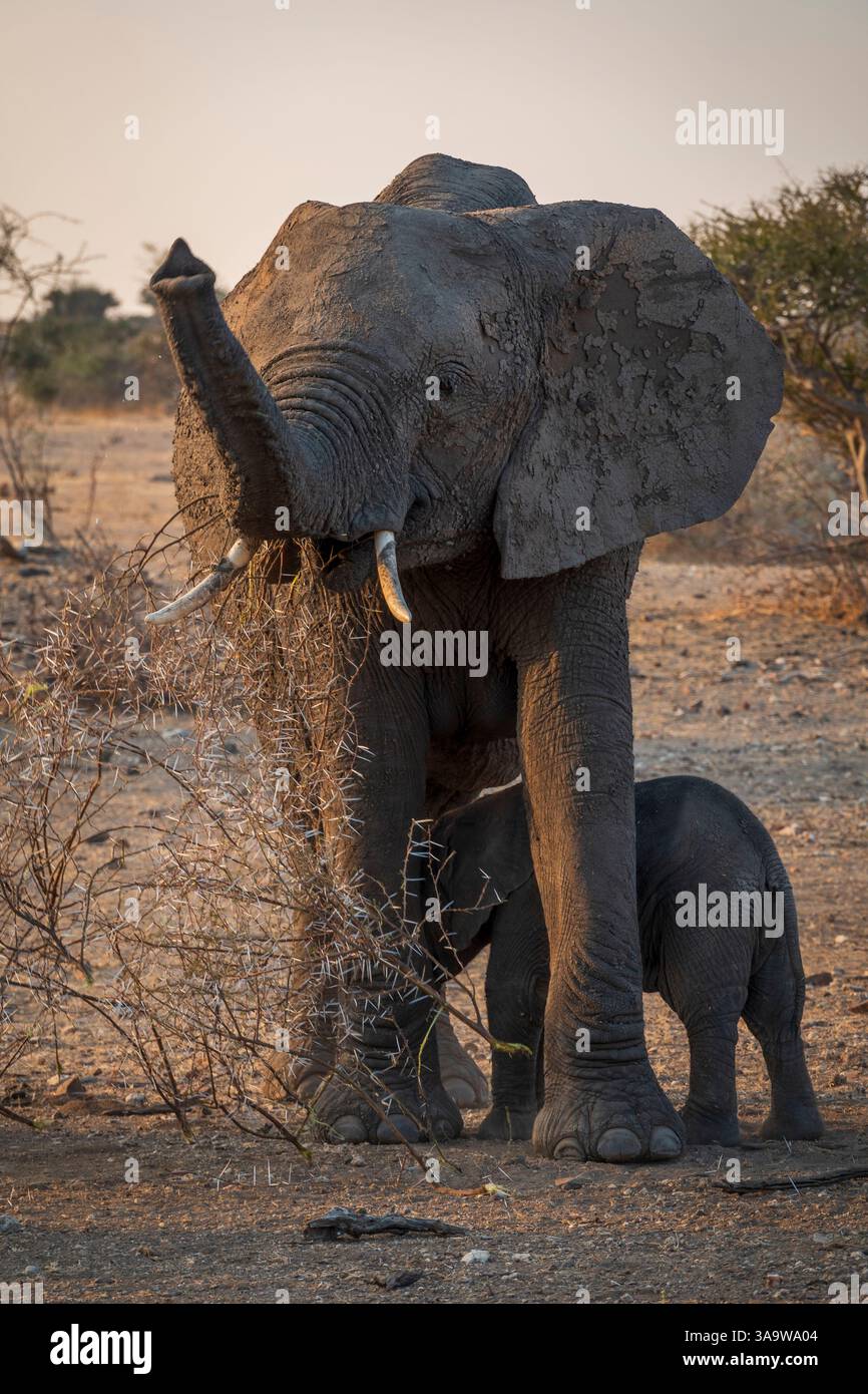 African bush elephant (Loxodonta africana) with calf feeding on an ...