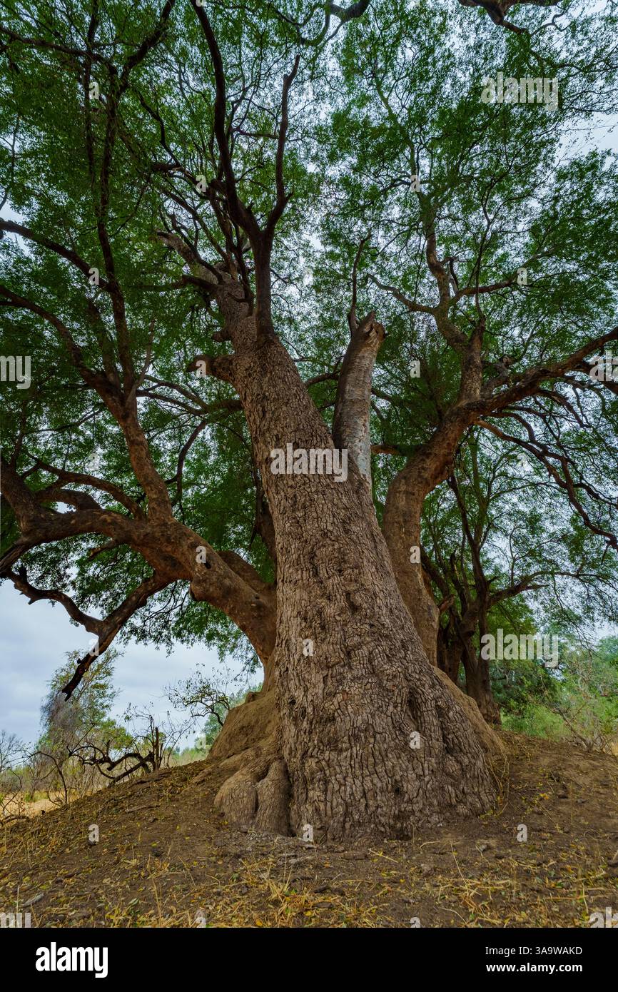 Xanthocercis zambesiaca hi-res stock photography and images - Alamy