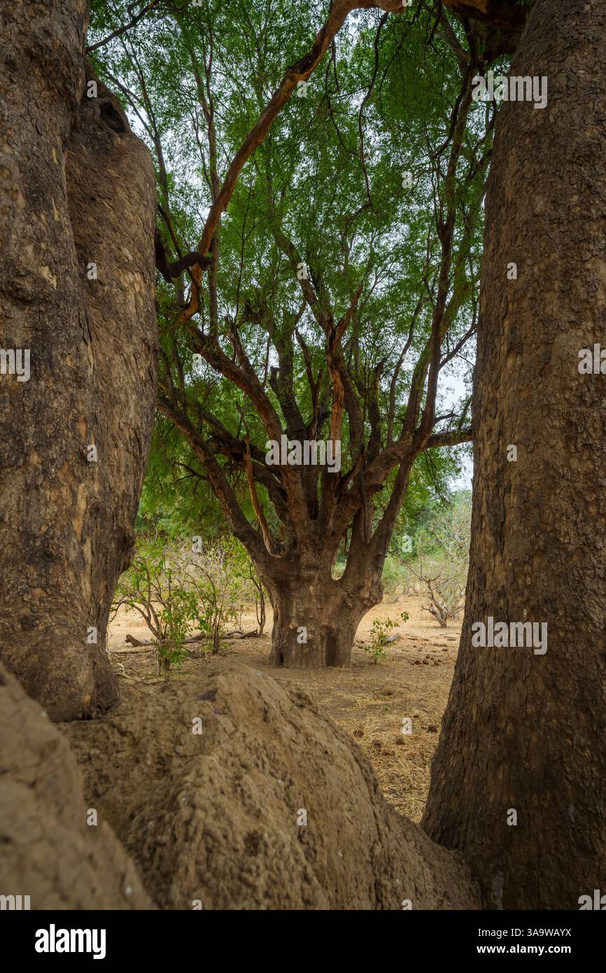 Mutshato tree hi-res stock photography and images - Alamy