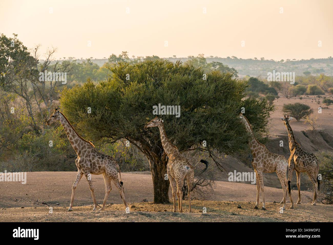 South African giraffe or Cape giraffe (Giraffa giraffa) or (Giraffa ...