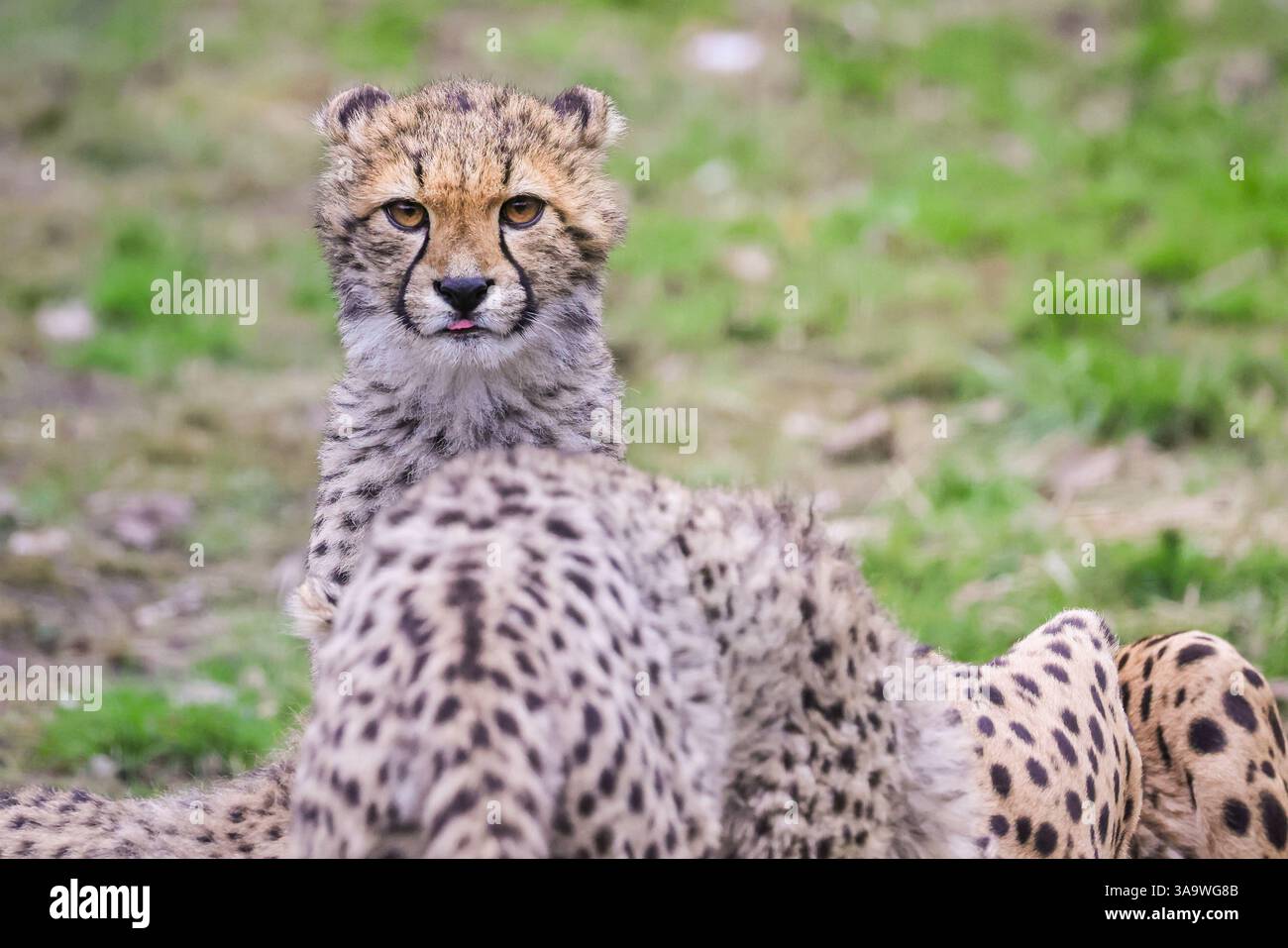 Cheetah, Acinonyx jubatus, endangered African mammal, fastest land ...