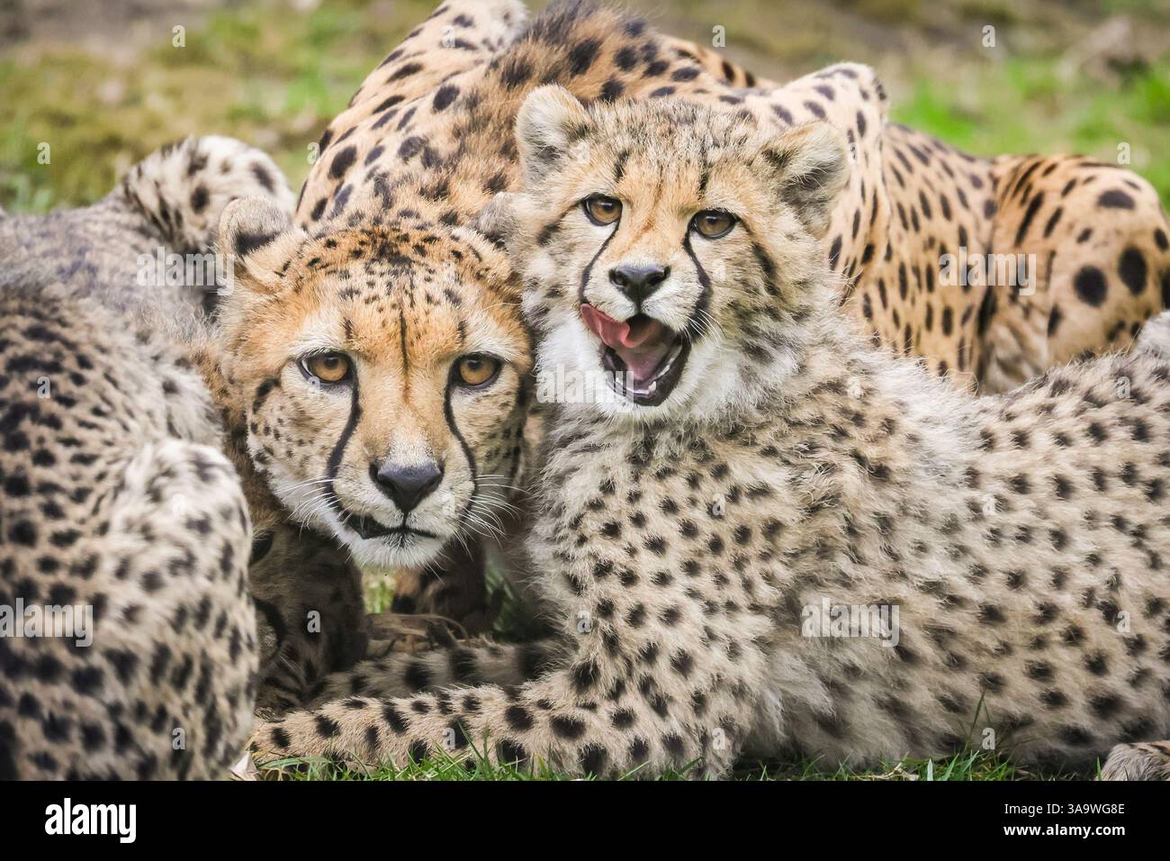 Cheetah, Acinonyx jubatus, endangered African mammal, fastest land ...