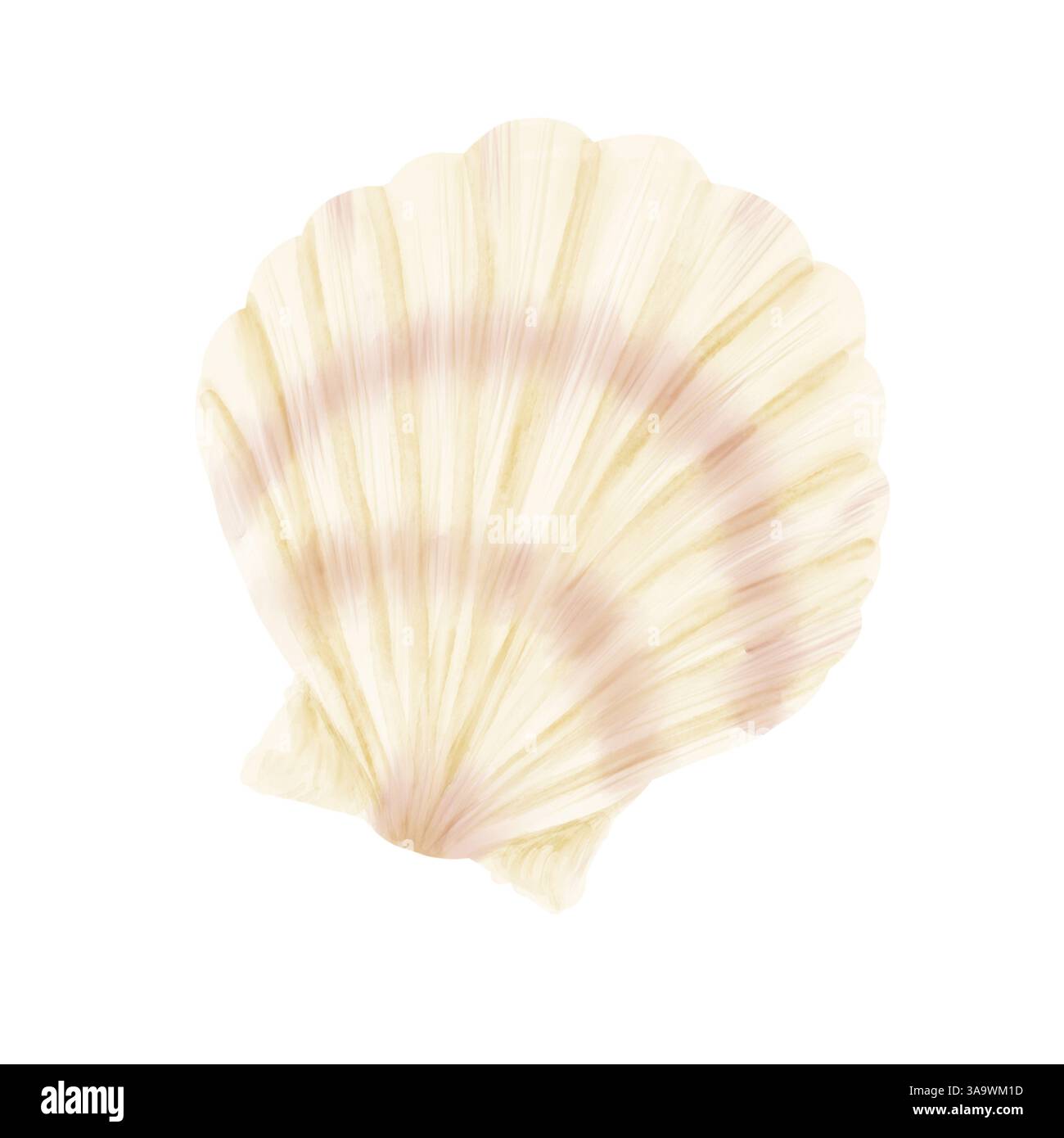 The shell is a round scallop from the bottom of the ocean. Watercolor ...