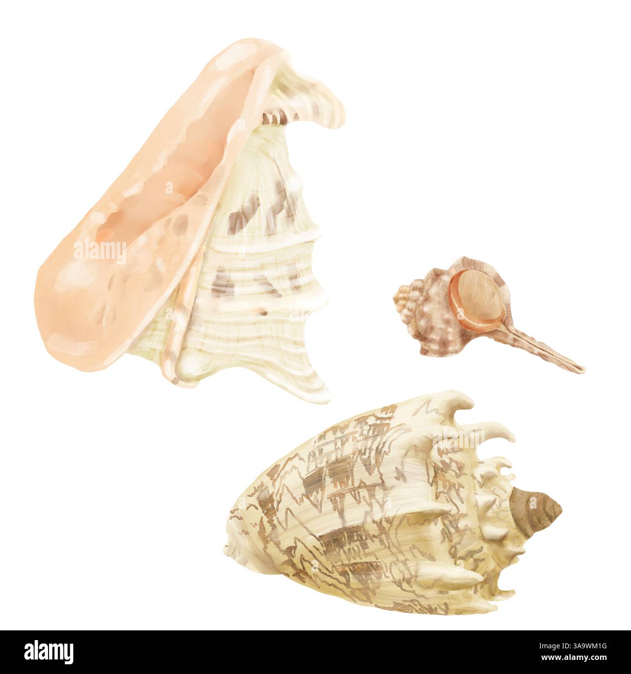 Oceanic shells of the mollusk Cymbiola imperialis, Cassis Cornuta ...