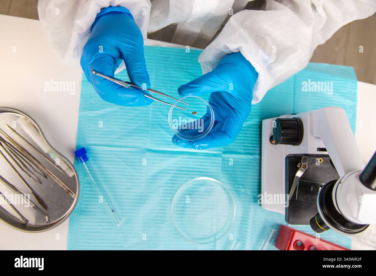 Tick in a test tube in the laboratory. Selective focus. Nature Stock ...