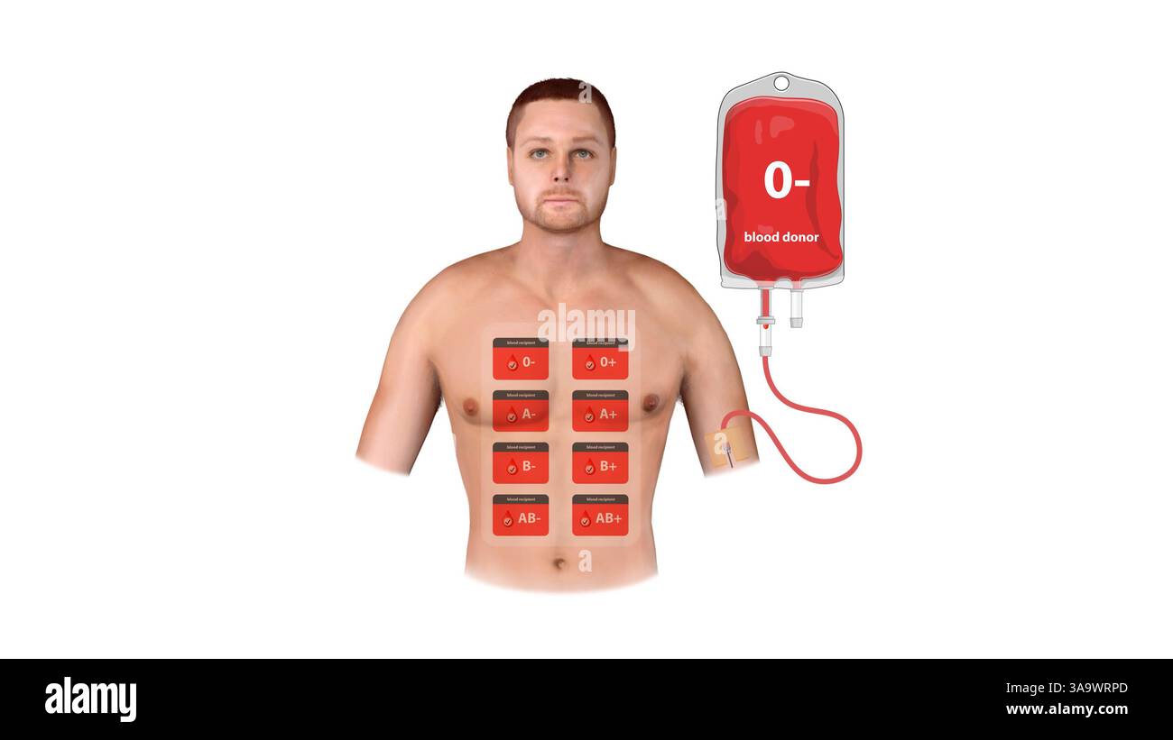 A 3D medical illustration of an O negative blood donor showing ...
