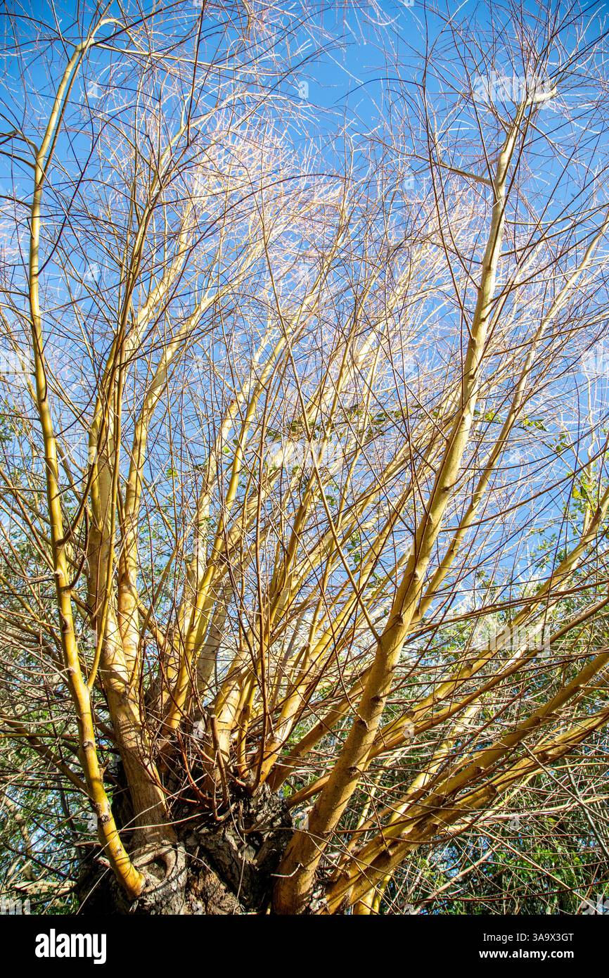 New growth on a pollarded Willow tree, Slimbridge Stock Photo - Alamy