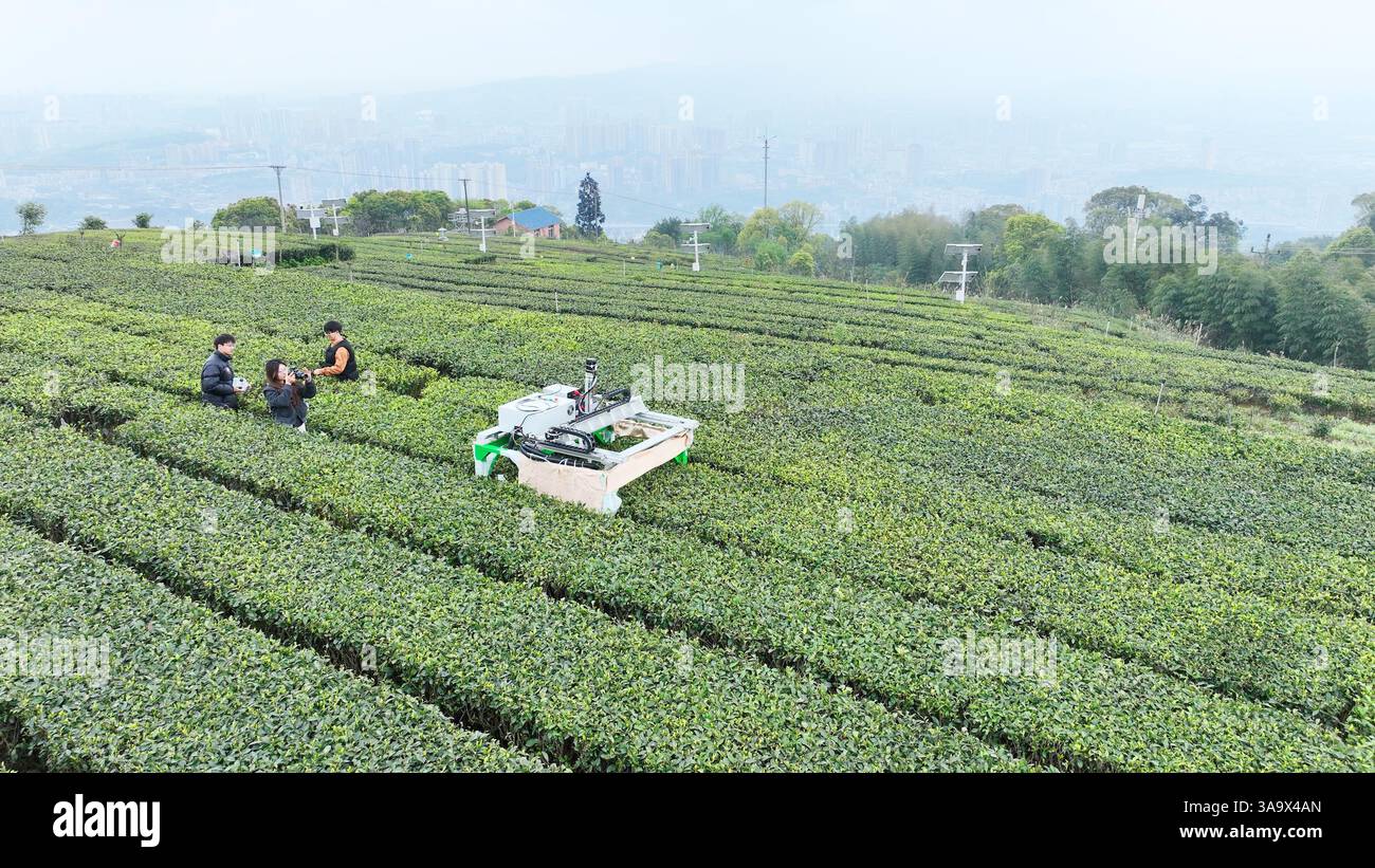 A tea picking robot picks buds in a tea plantation at the research base ...