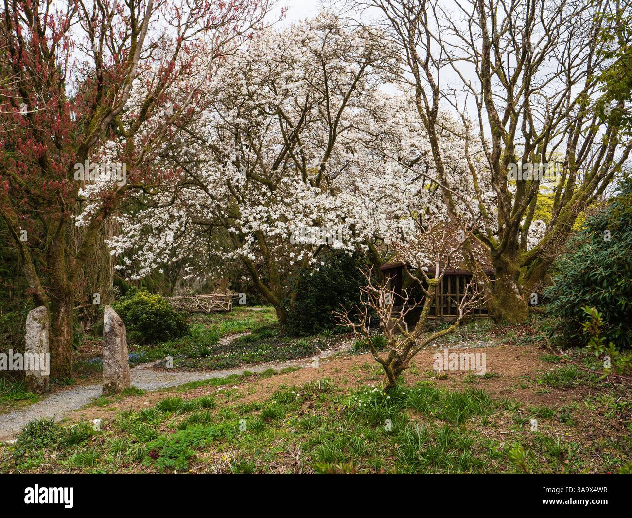 Early spring view of Magnolia x loebneri and the woodland summerhouse ...