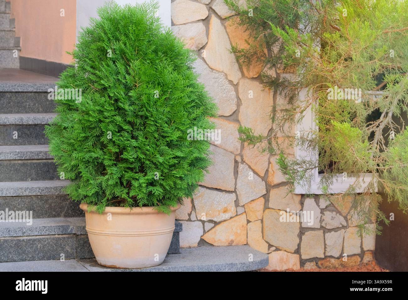 Cypress in large outdoor pot. Thuja occidentalis danica in container ...
