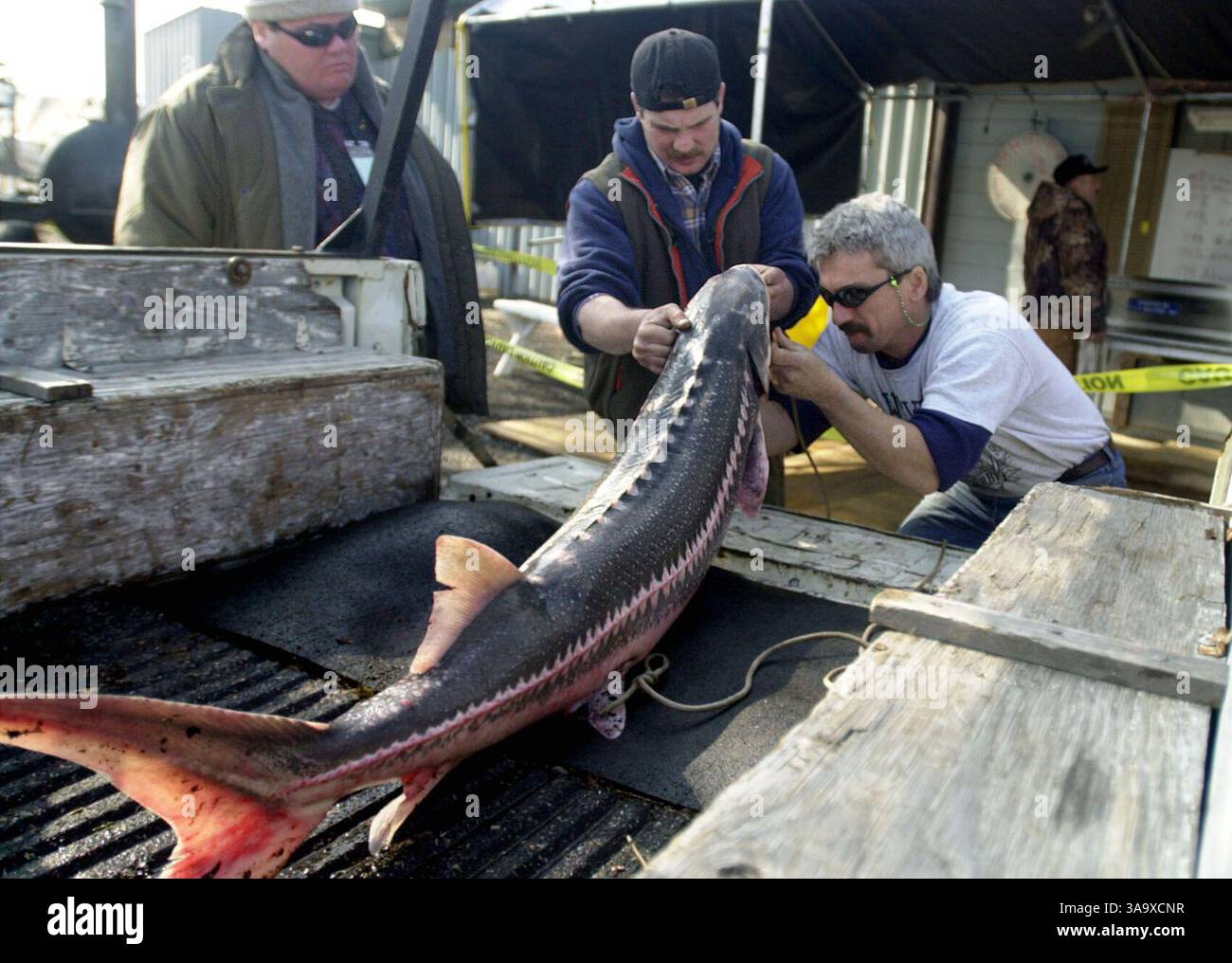 Original sturgeon derby xvii hi-res stock photography and images - Alamy