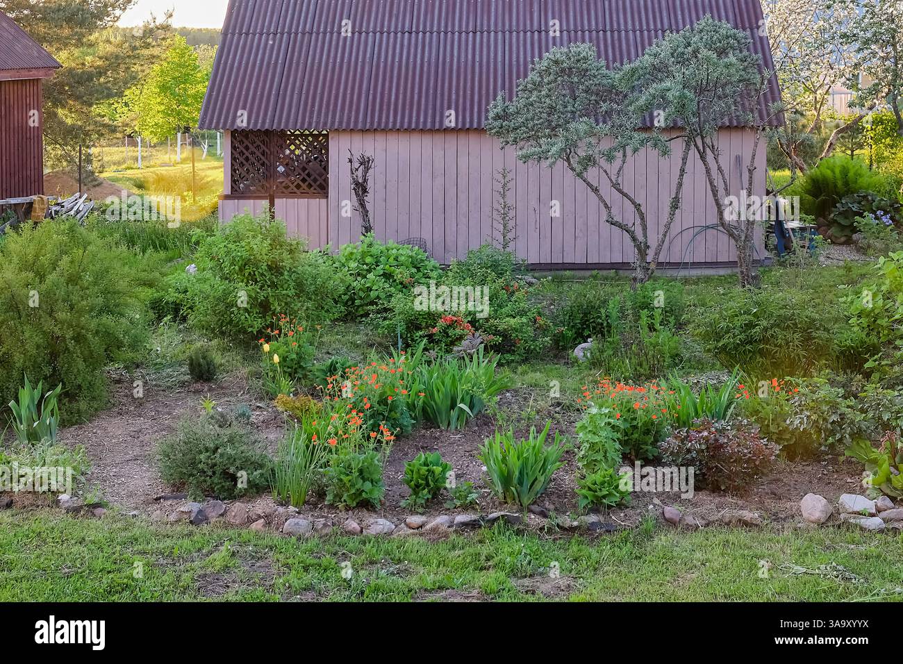 Vibrant garden featuring diverse plants and flowers in full bloom ...