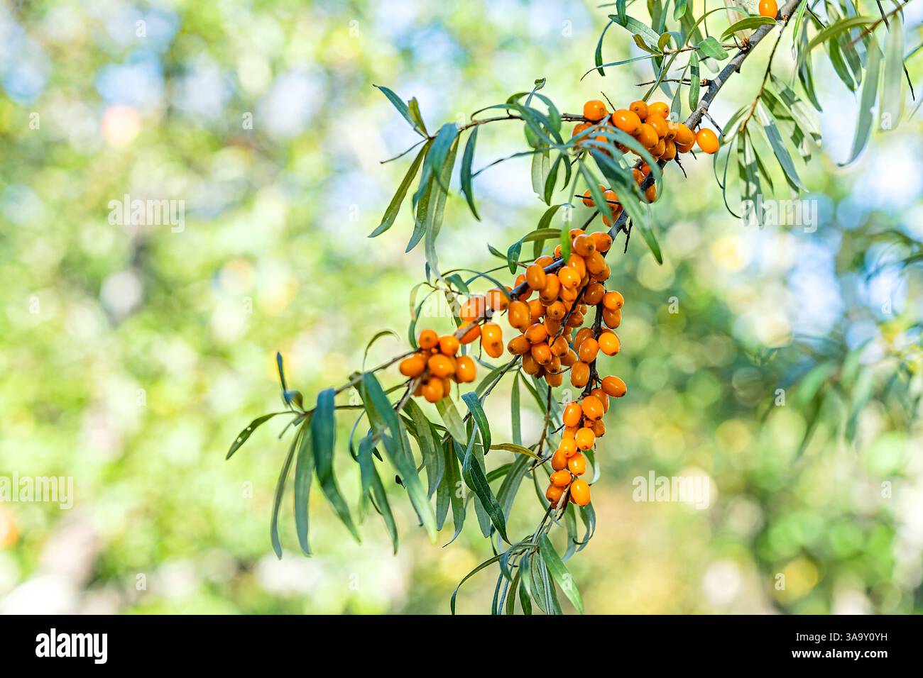Sea buckthorn clusters hang from a branch with green leaves, showcasing ...