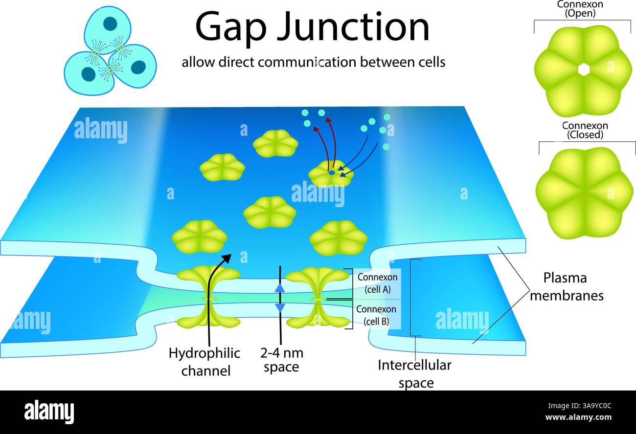 Gap Junction allow direct communication between cells. The image shows ...