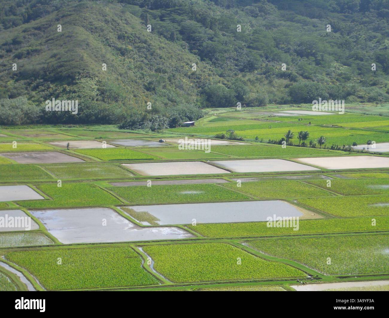 Mar 07, 2006; Kauai, HAWAII, USA; Hanalei Valley with patchwork Taro ...