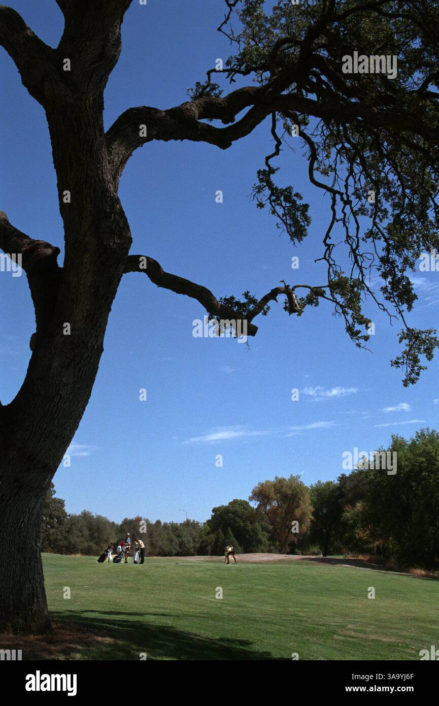An old oak tree frames the par-3 16th tee box at the renovated Alister ...