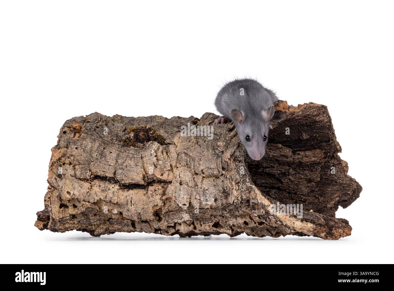 Young blue rat standing on top of a hollow tree log. Looking down ...