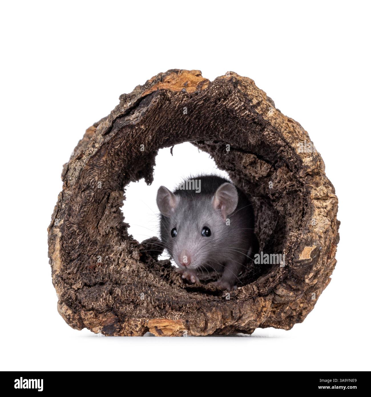 Cute young blue rat Cut Out Stock Images & Pictures - Alamy