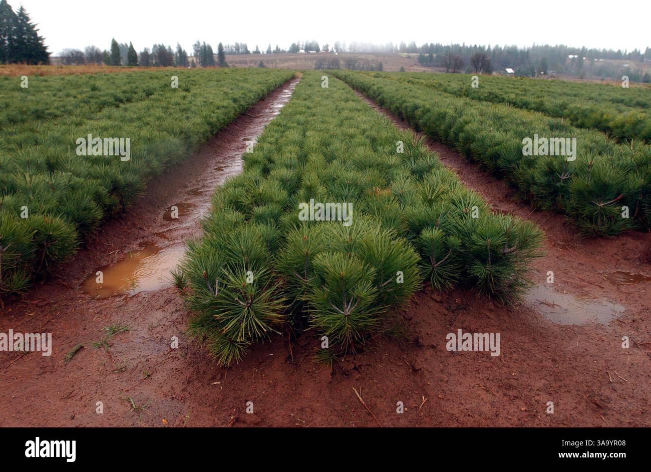 Us forest service nursery hi-res stock photography and images - Alamy