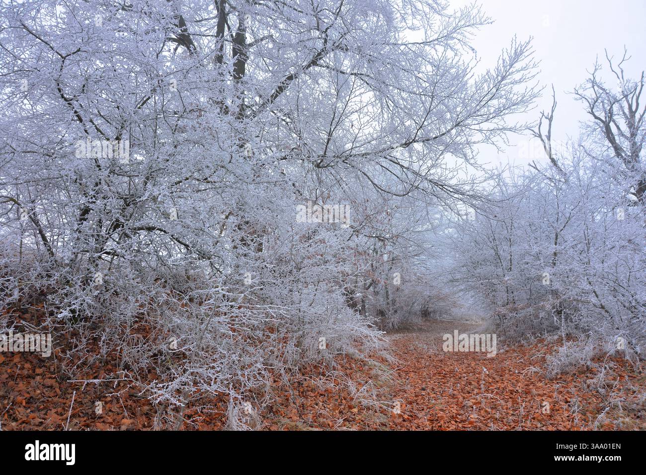 Trees and shrubs with rime ice due to low winter temperatures Stock ...
