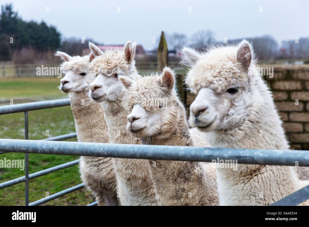 alpaca farm, Alpacas, Vicugna pacos, domesticated species of South ...