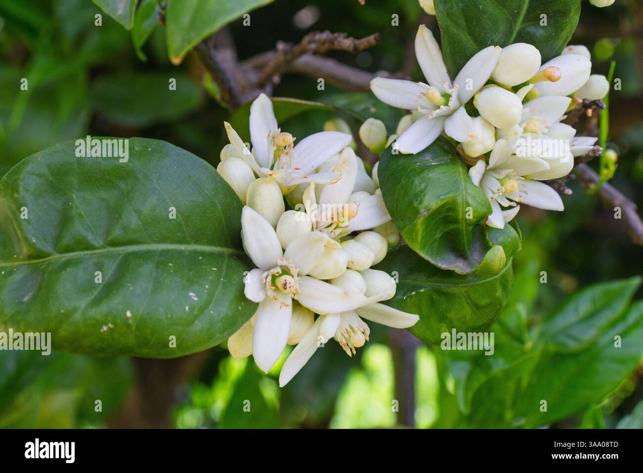 Citrus clementina hi-res stock photography and images - Alamy