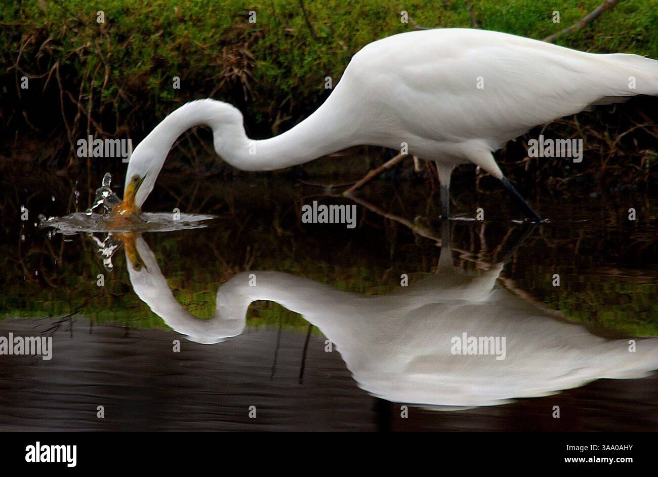 WILD ART - A Great Egret forages in a pond located along 18th Street ...
