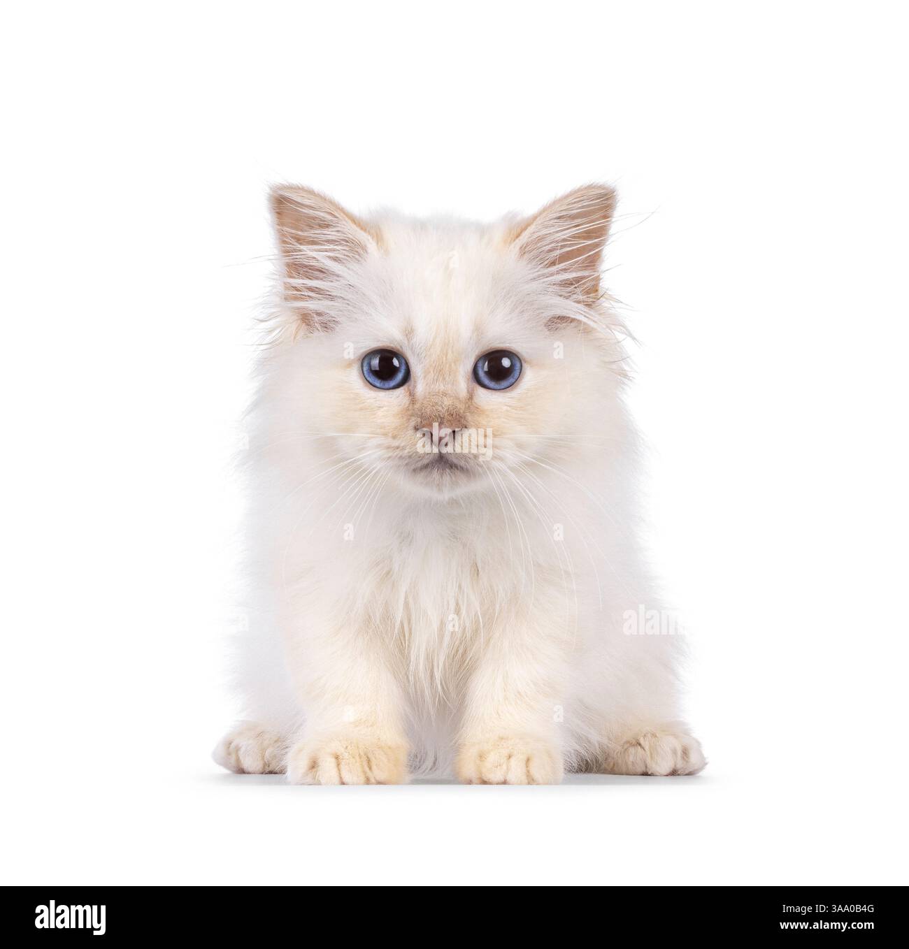 Sweet Sacred Birman kitten sitting facing front. Looking curiously ...