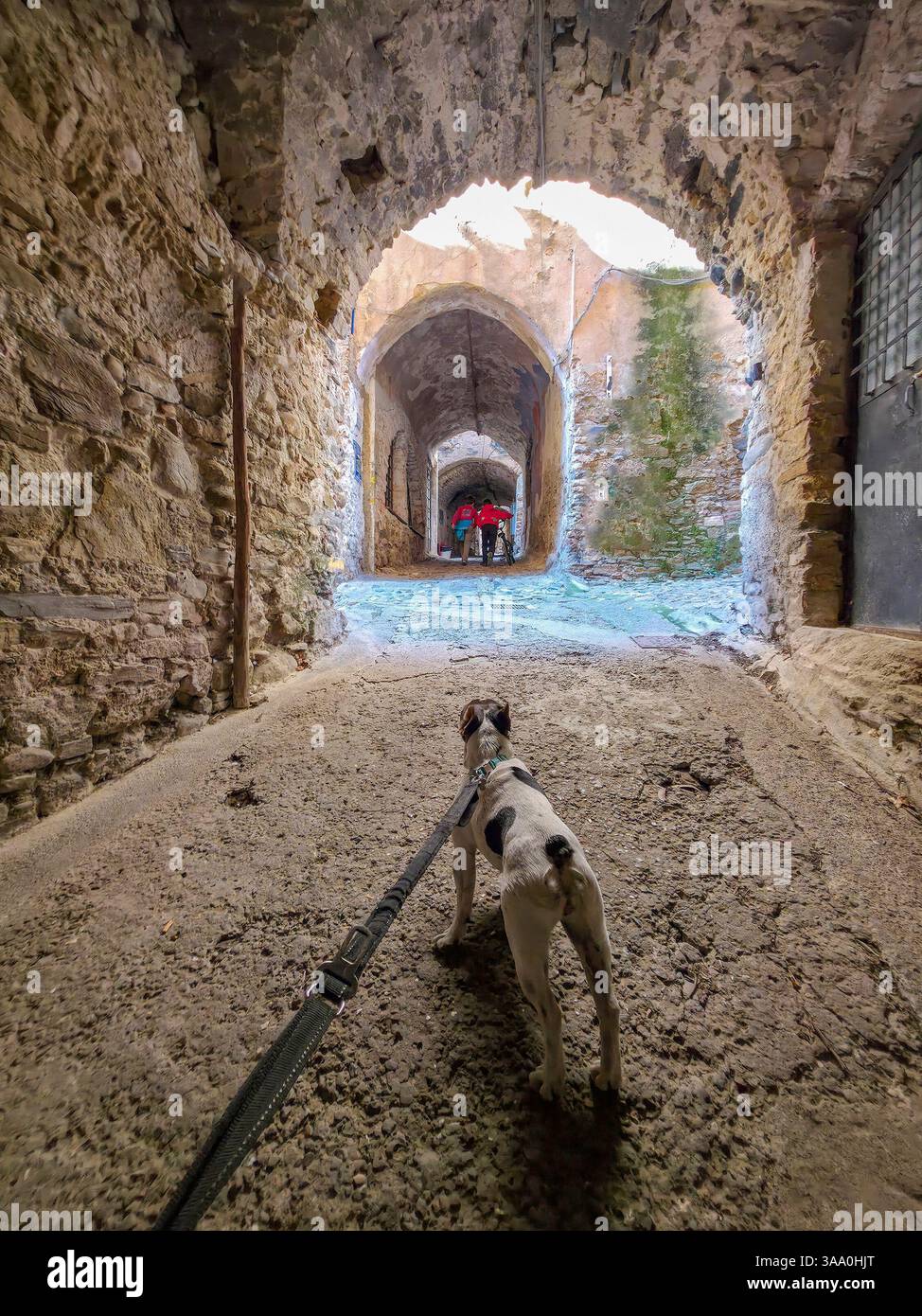 Dog in Bussana Vecchia artist retreat medieval village destroyed by ...