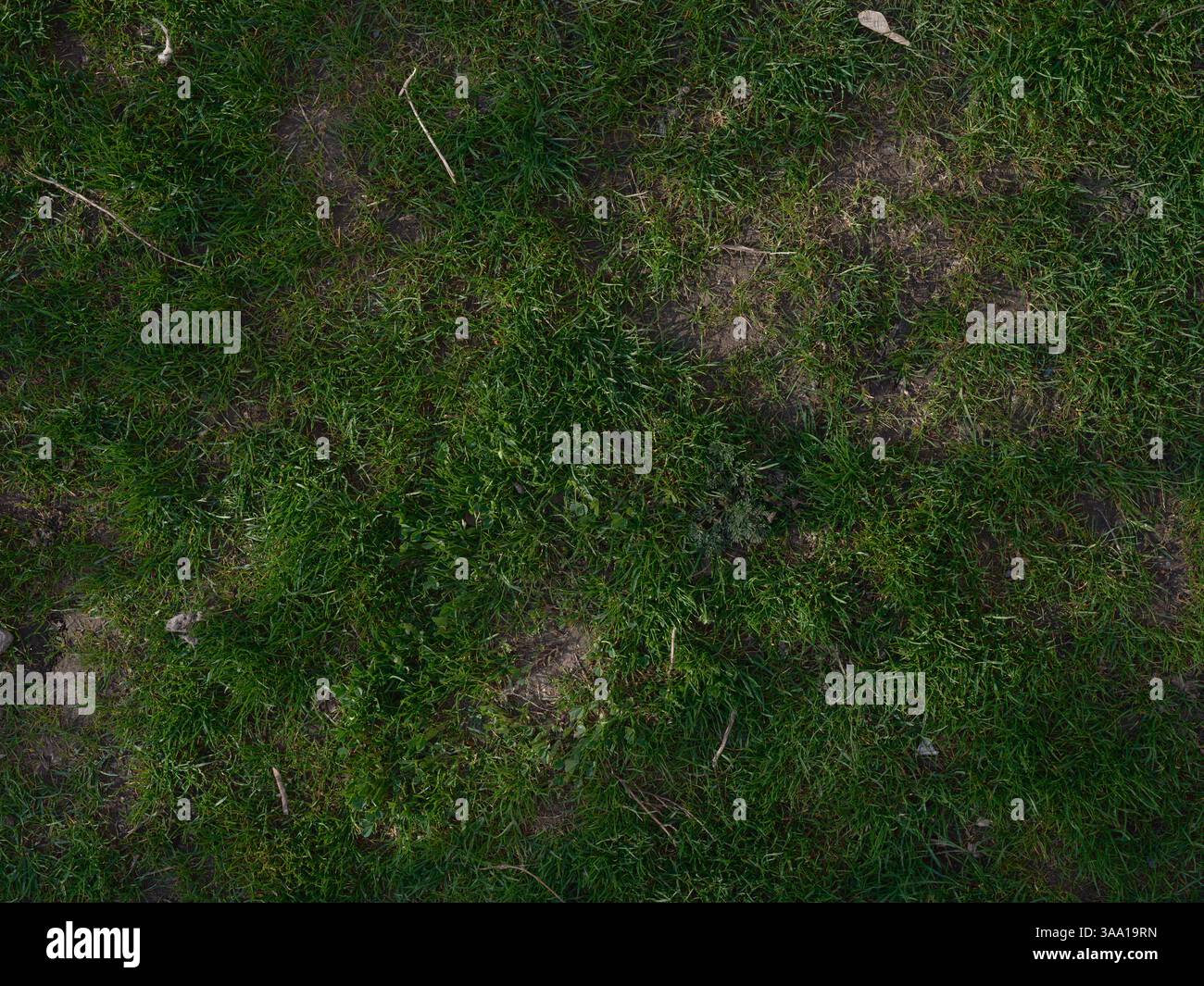 Top view and close-up of texture sparse grass lawn with uneven coverage ...