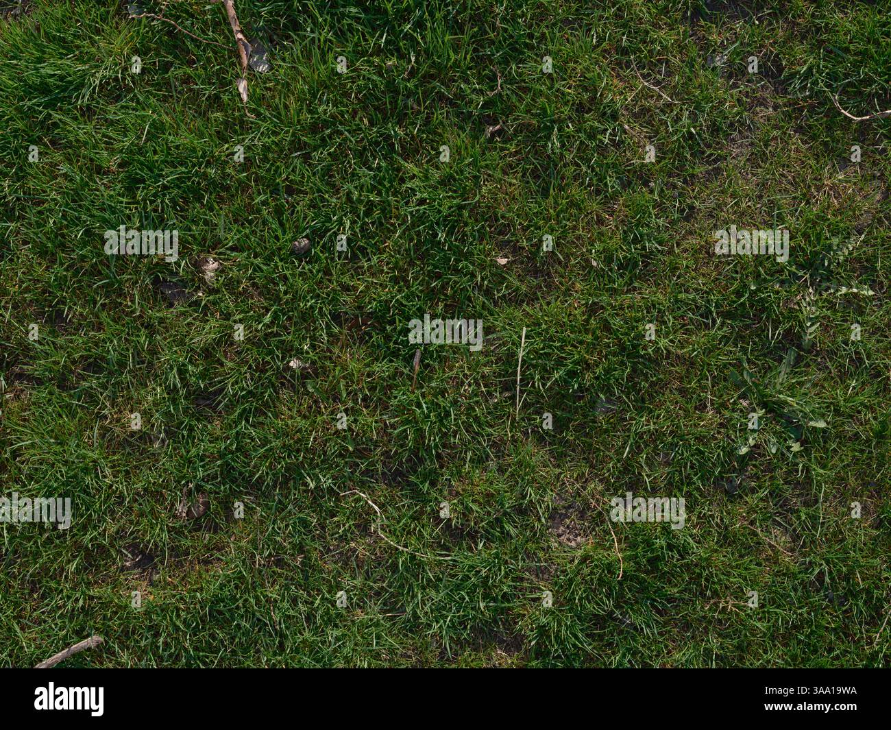 Top view and close-up of texture sparse grass lawn with uneven coverage ...