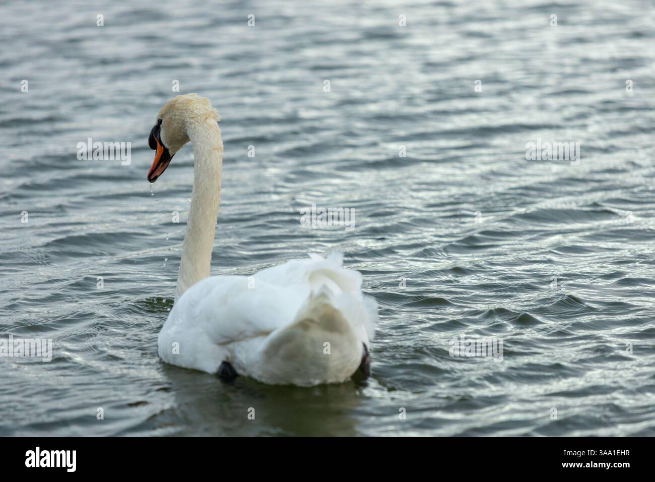 Swan birds in a lake and river water swimming in the wild nature in ...