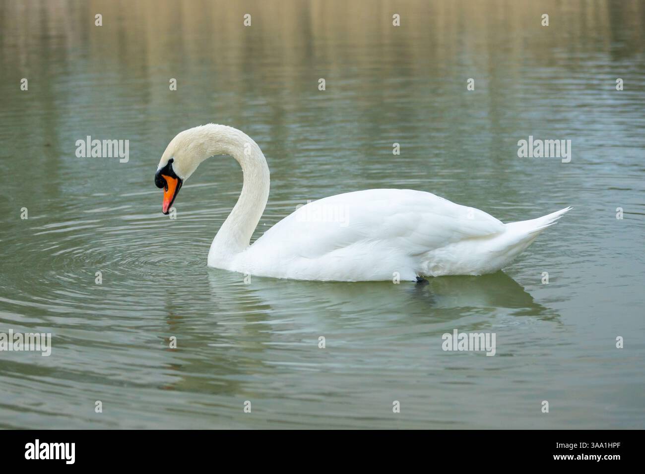 Swan birds in a lake and river water swimming in the wild nature in ...