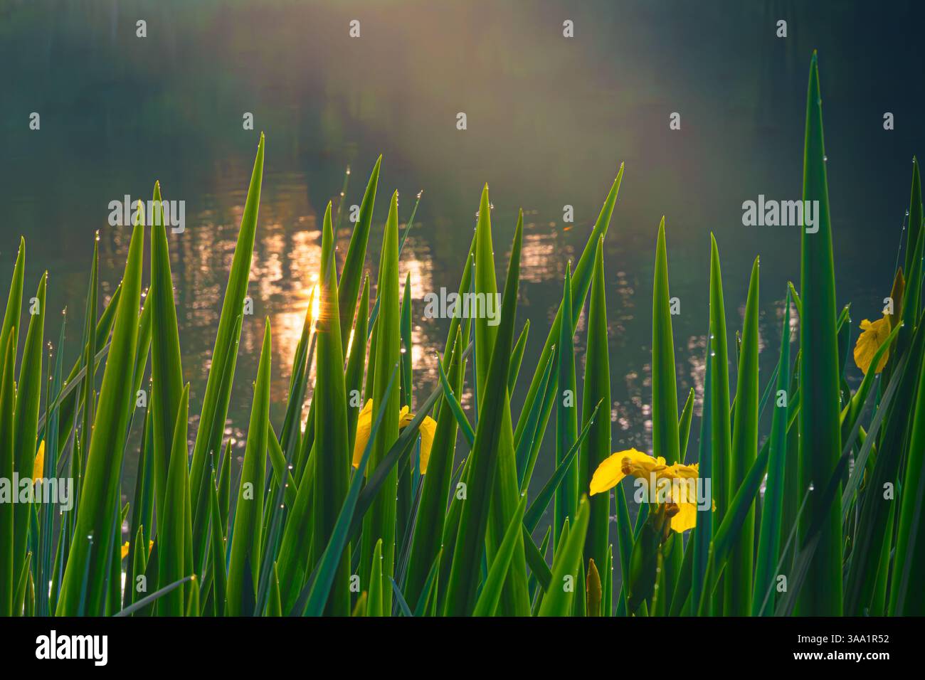 Yellow Water Irises at Sunrise on a Golden Pond Stock Photo - Alamy