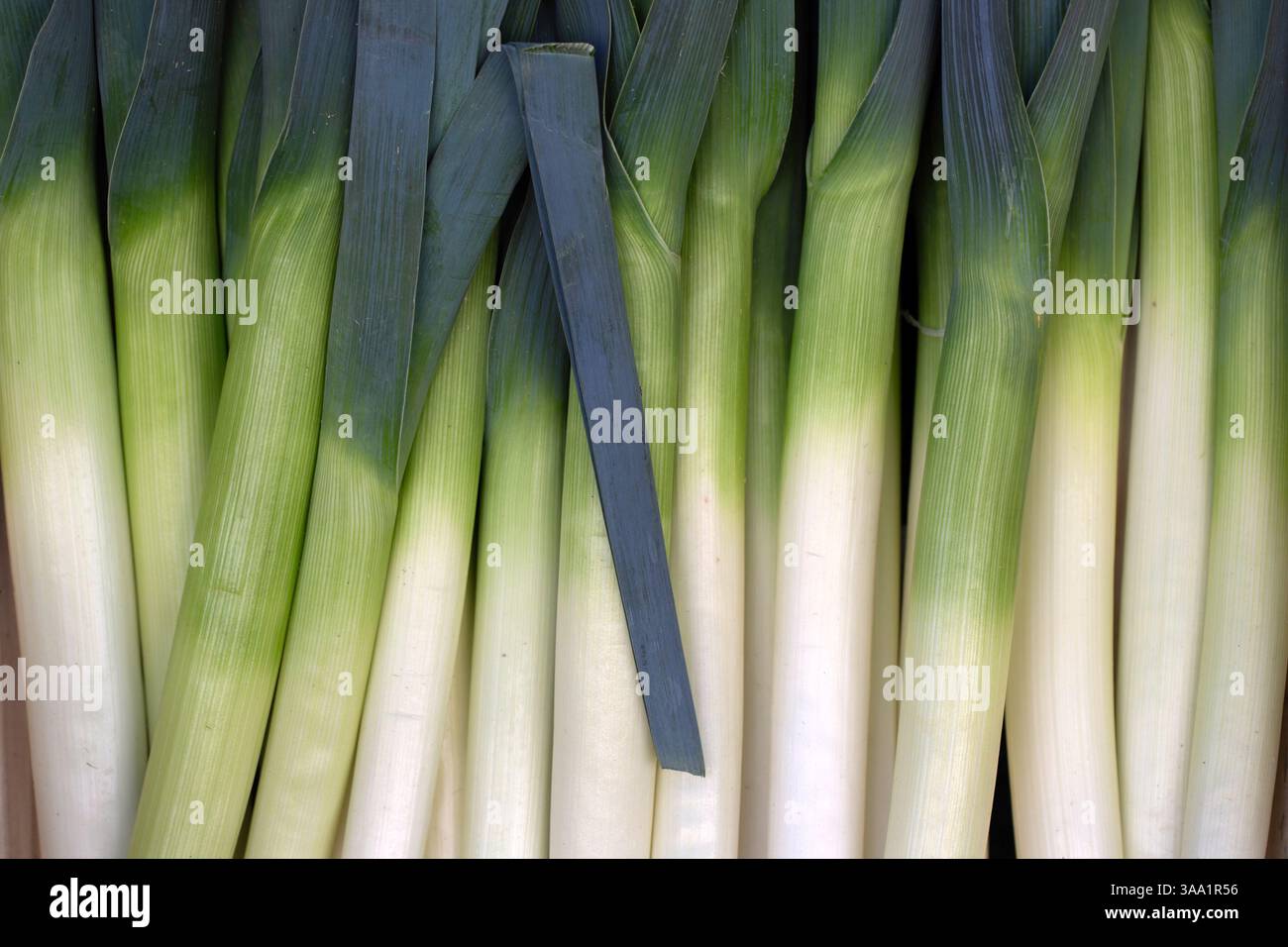 Closeup of fresh raw Leeks on a stall at a farmers market Stock Photo ...